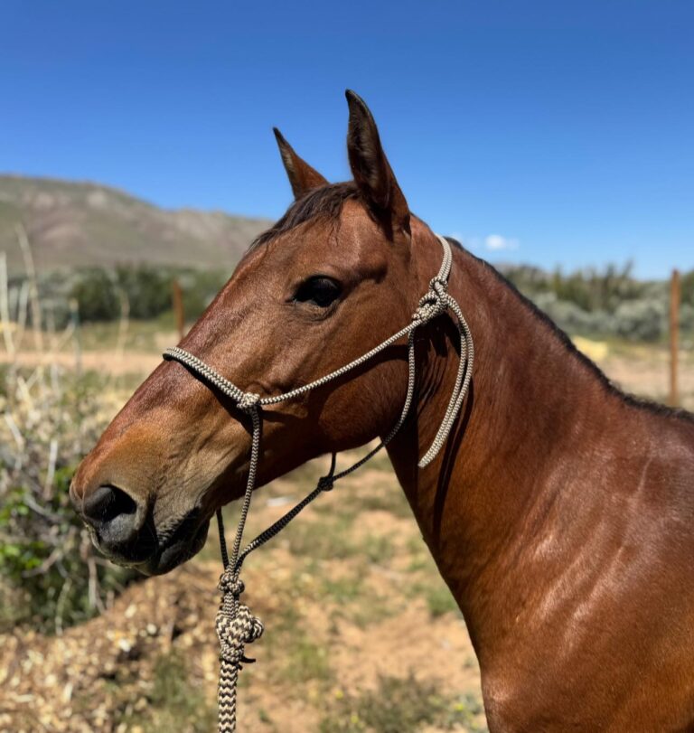 Keep Wild Horses Safe | Wild Horse Connection